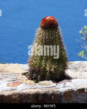 Melocactus intortus. Turk's head cactus Stock Photo - Alamy