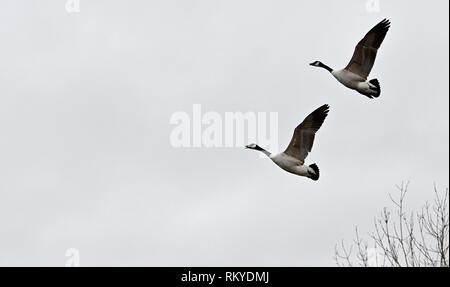 Canada geese fly over Birch Vale Reservoir, near Hayfield, Derbyshire ...