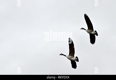 Canada geese fly over Birch Vale Reservoir, near Hayfield, Derbyshire ...