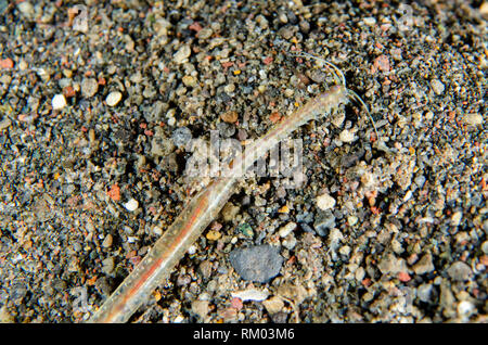 Drinking-straw Polychaete Worm, Hyalinoecia sp, in tube, Batu Belah ...