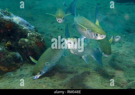 Fringelip mullet (Crenimugil crenilabis) school in shallow water ...