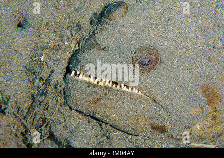 Flatfish indian halibut ( Psettodes Erumei Stock Photo - Alamy