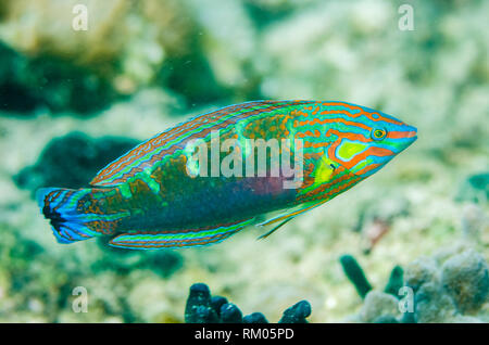 Male Pinstriped Wrasse, Halichoeres melanurus, Sampiri dive site ...