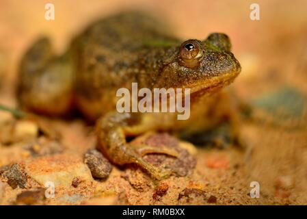 Green puddle frog (Occidozyga lima) captive, occurs in Asia Stock Photo ...