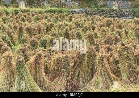 Autumn landscape with buckwheat field, golden forest and clouds in the ...
