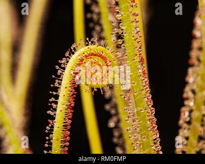 Macro image of Sundew tendrils on a black background, showing sticky ...
