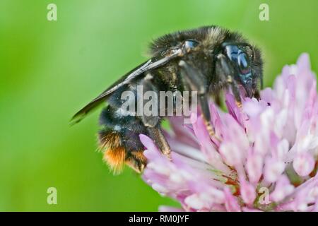 Cuckoo bumblebee, Cuckoo Bee (Bombus rupestris), brood parasite of the ...