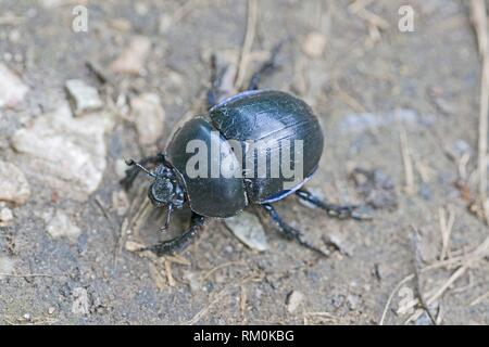 Earth-Boring Dung Beetle / Dor Beetle Stock Photo - Alamy