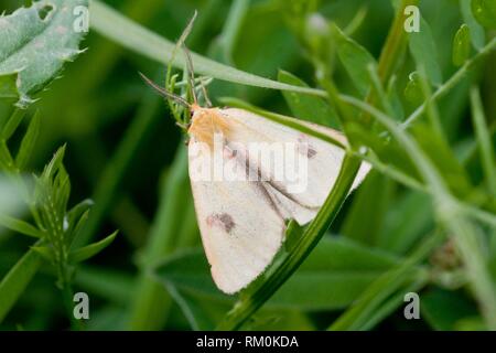 Male yellow Clouded Buff moth (Diacrisia sannio) foraging on Cross ...