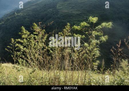 Marijuana grows like a wild weed in the Himalayas, Manaslu Circuit ...