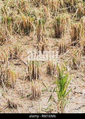 Rice spike paddy field, rice Stock Photo - Alamy
