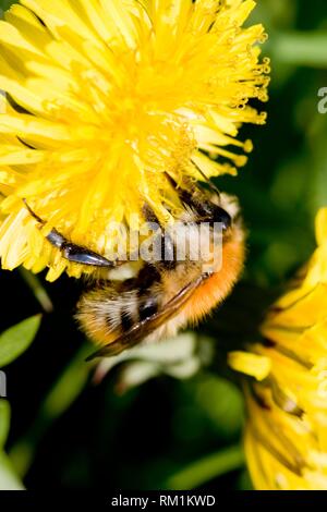 Moss carder bumblebee (Bombus muscorum) visiting Red apple Ice plant ...
