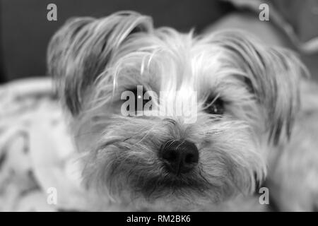 A close-up of the face of a yorkshire terrier Stock Photo - Alamy