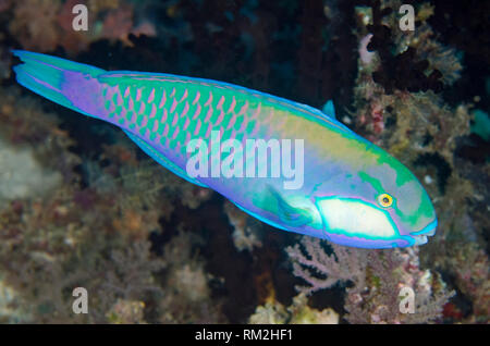Bleekers Parrotfish (Chlorurus bleekeri) Indian Ocean, Maldives Stock ...