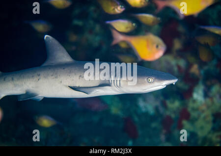 Pempheris vanicolensis, school of Vanikoro sweeper, Amed, Bali ...