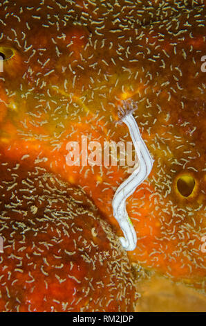 Worm sea cucumber, Synaptula lamperti, Synaptidae,Anilao,Batangas ...