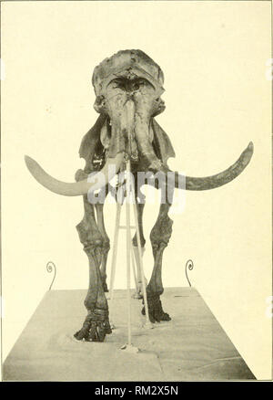 Mammoth in the museum in St. Petersburg (Mammut im Museum in St ...