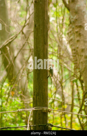 Melanerpes aurifrons, pajaro carpintero, golden fronted woodpecker ...