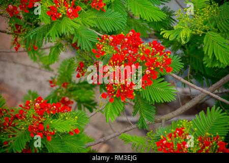 Krishnachura (Delonix regia) is a species of flowering plant in the ...