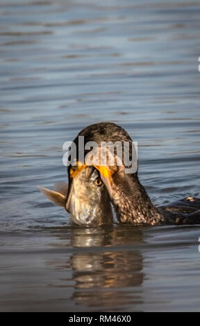 Rutland water 13 Febuary 2019: Cormorant battles for 15 minutes with ...