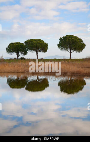 The natural landscape of the swamp with pine trees under blue sky Stock ...