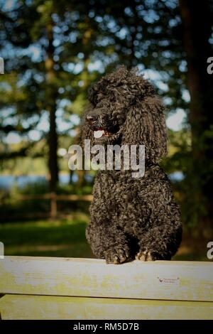 standing Giant Pudel Stock Photo - Alamy