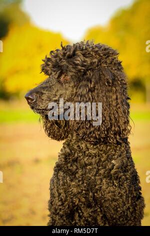 Giant Pudel Portrait Stock Photo - Alamy