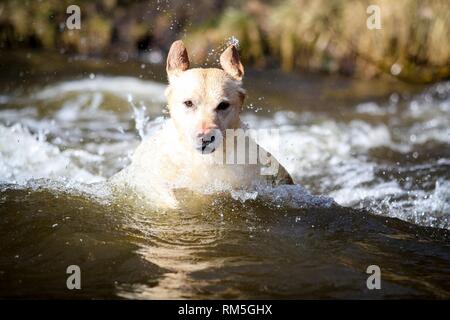 swimming Labrador Retriever Stock Photo - Alamy