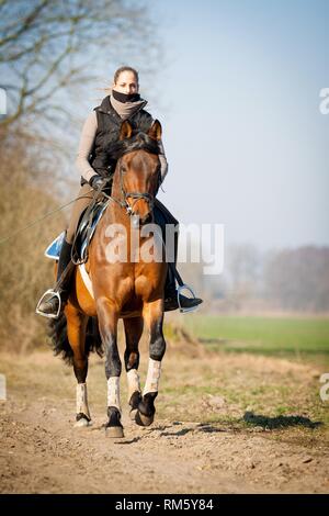 woman rides German Riding Pony Stock Photo - Alamy
