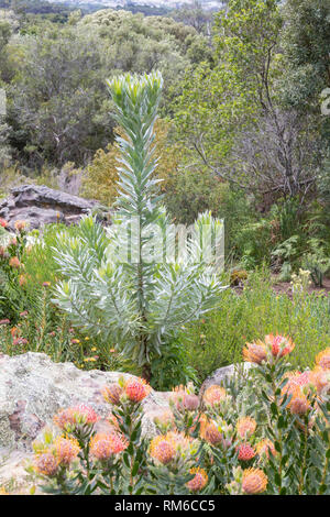 Rare Silver Tree, Leucadendron argenteum, which only grows wild on the ...