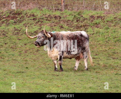 English Longhorn Cattle Stock Photo: 41722526 - Alamy