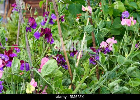 Annual sweet peas growing up natural wigwam of hazel twigs with annual ...