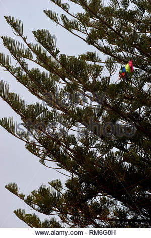 Kite trapped in branches of a tree in a park Stock Photo: 82135368 - Alamy