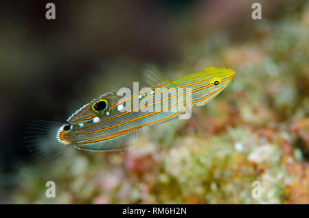 Old Glory Goby, Amblygobius rainfordi, Mangrove Ridge, West Waigeo ...
