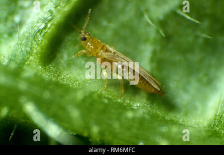Photomicrograph of a Tobacco thrip Thrips tabaci nymph on cotton leaf ...