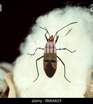 Red Cotton Bug (Dysdercus cingulatus) Close-up on a green leaf Stock ...