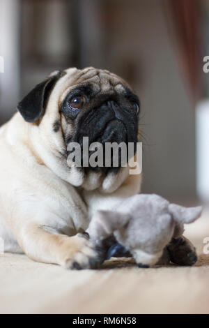 Funny pug dog playing with a plush toy mouse Stock Photo - Alamy