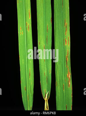 Narrow brown spot, Cercospora oryzae, disease lesions on a rice leaf ...