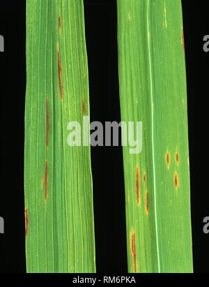 Narrow brown spot, Cercospora oryzae, disease lesions on a rice leaf ...
