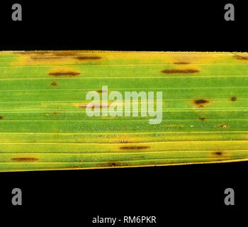 Narrow brown spot (Cercospora oryzae) lesions on a rice leaf, Thailand ...