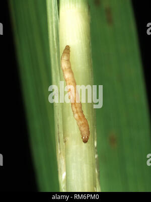 Yellow stem borer Scirpophaga incertulas egg mass on rice stem Stock ...
