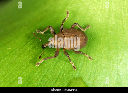 Water hyacinth, Eichhornia crassipes, introduced aquatic weed, covering ...