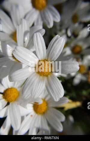 Giant white daisies Stock Photo - Alamy