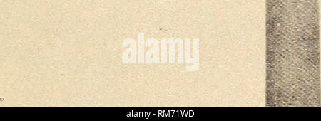 Sigillaria, tree-like plant from the Carboniferous and Permian period ...