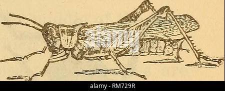 house fly (Musca domestica), eggs, Germany Stock Photo: 76067840 - Alamy