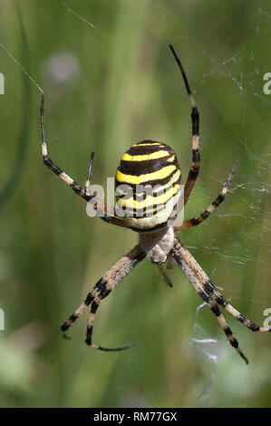 Tiger spider (Scytodes globula), hanging on its spider web Stock Photo ...