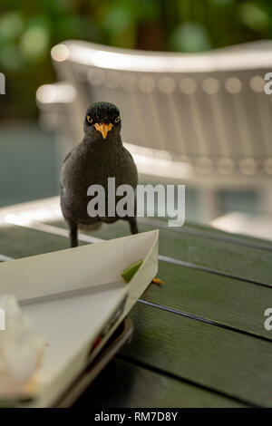 Javan Mynah, Acridotheres javanicus, visiting an outdoor restaurant in ...