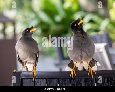 Javan Mynah, Acridotheres javanicus, showing courtship dance, mating ...