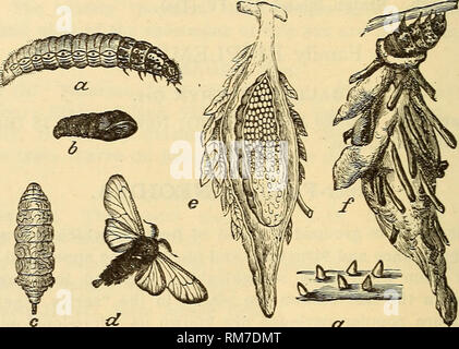 black winged insects with long antennas flying around green oak leaves ...