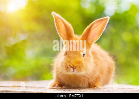 beautiful red rabbit on natural green background Stock Photo - Alamy